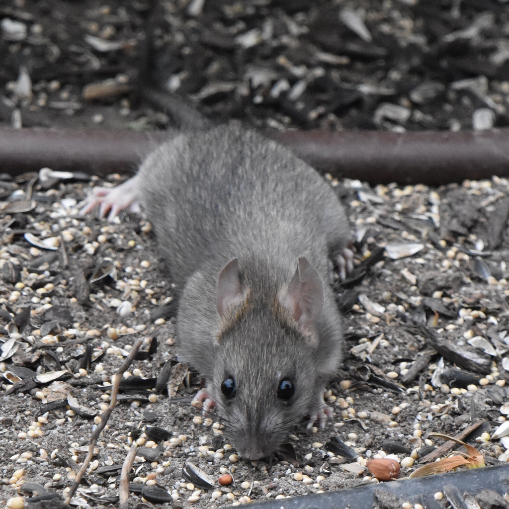 Black Rat (Rattus rattus) - Know Your Mammals