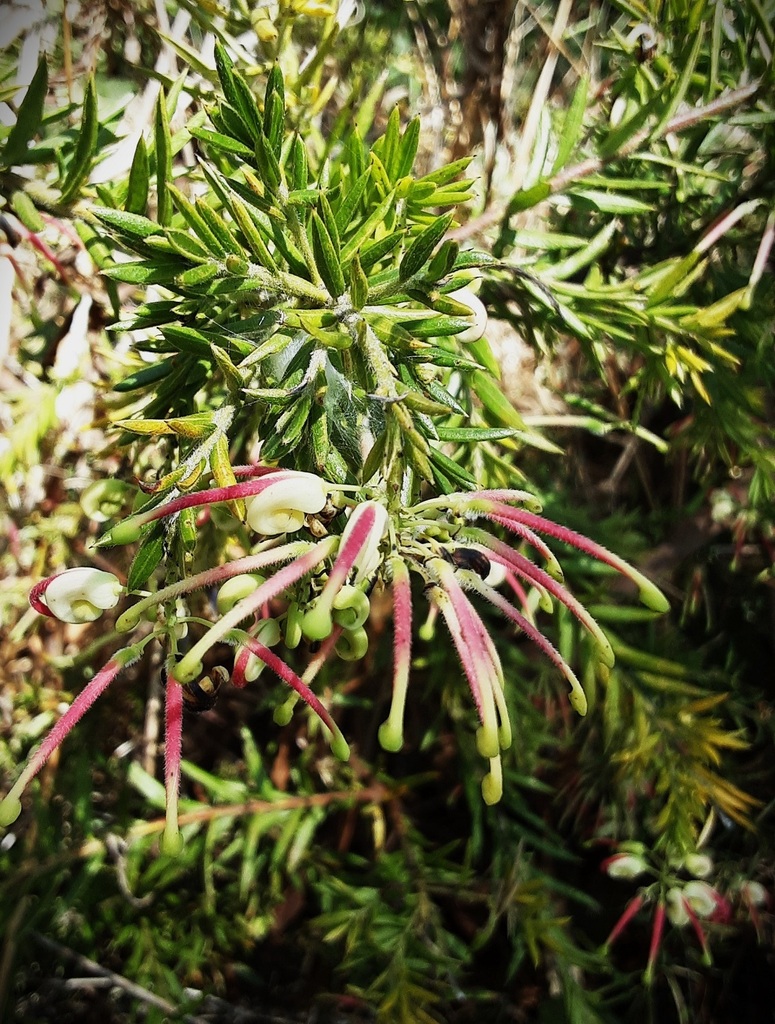 juniper-leaf grevillea from Portland NSW 2847, Australia on October 3 ...