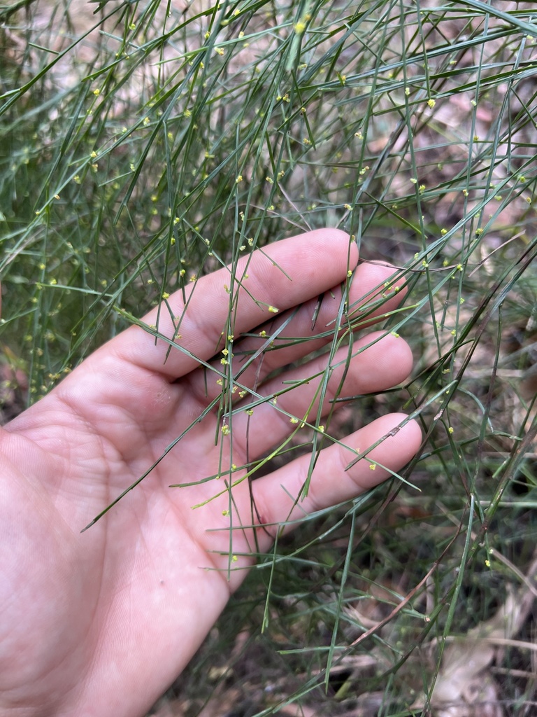 Pale-fruit Ballart from D’Aguilar National Park, Mount Nebo, QLD, AU on ...