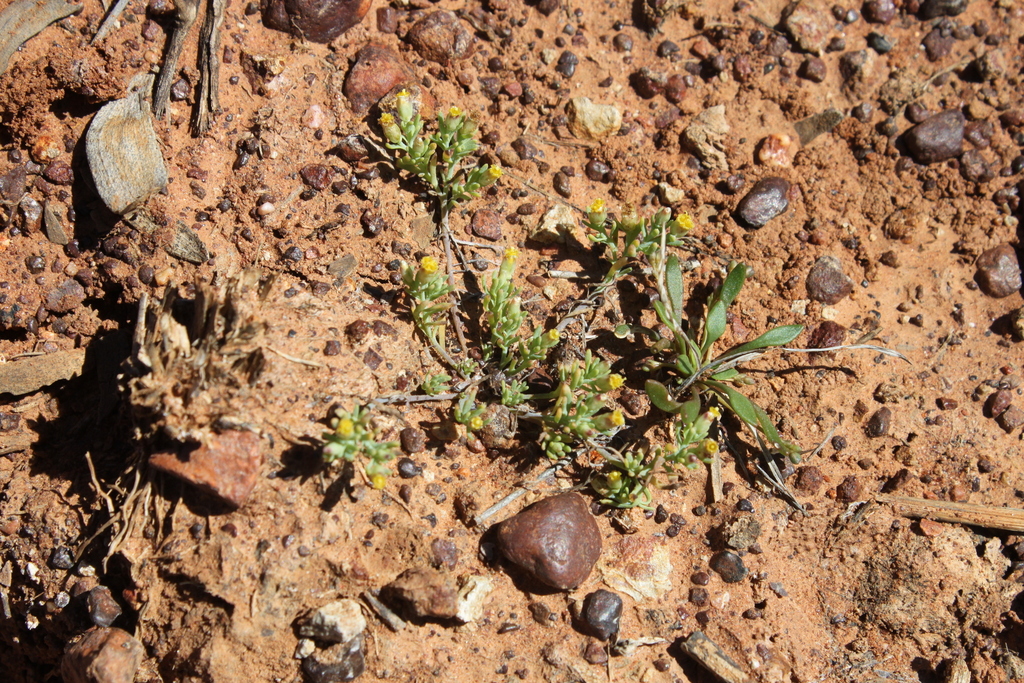 flowering plants from Adavale QLD 4474, Australia on August 15, 2013 at ...