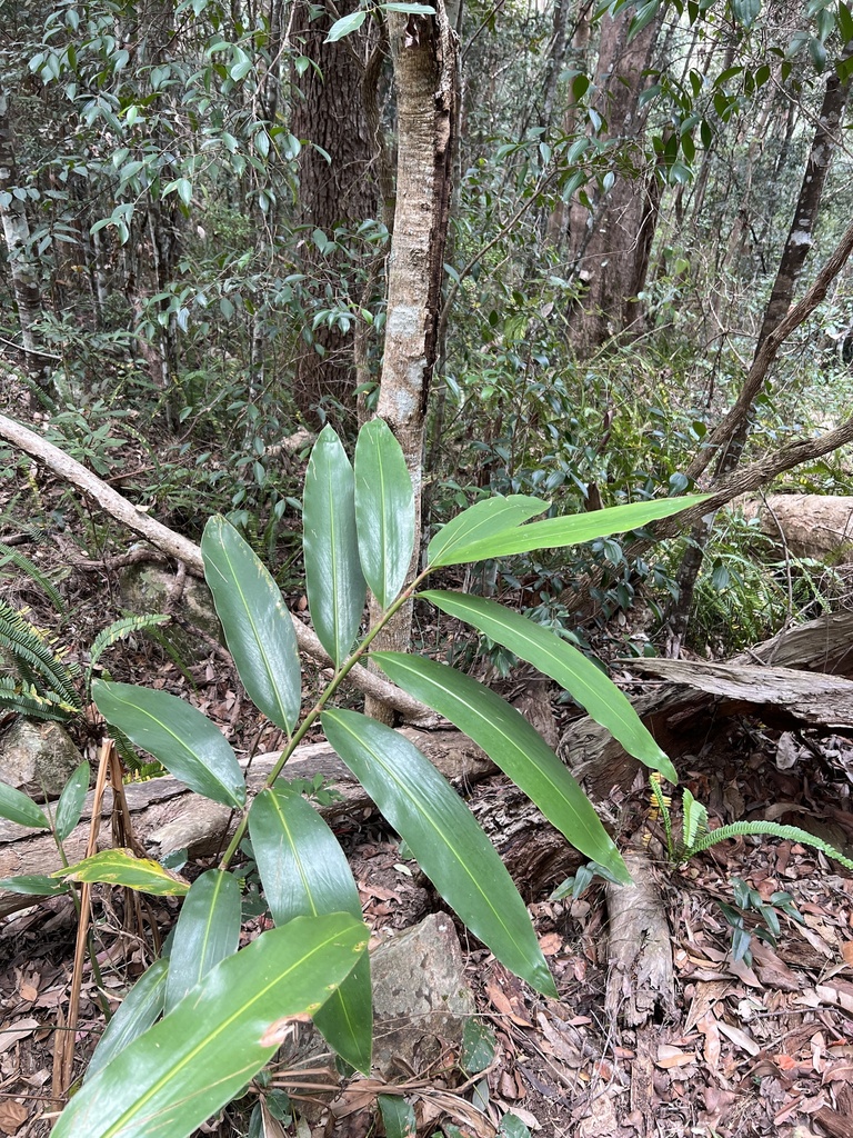 Native Ginger from D’Aguilar National Park, Mount Nebo, QLD, AU on ...