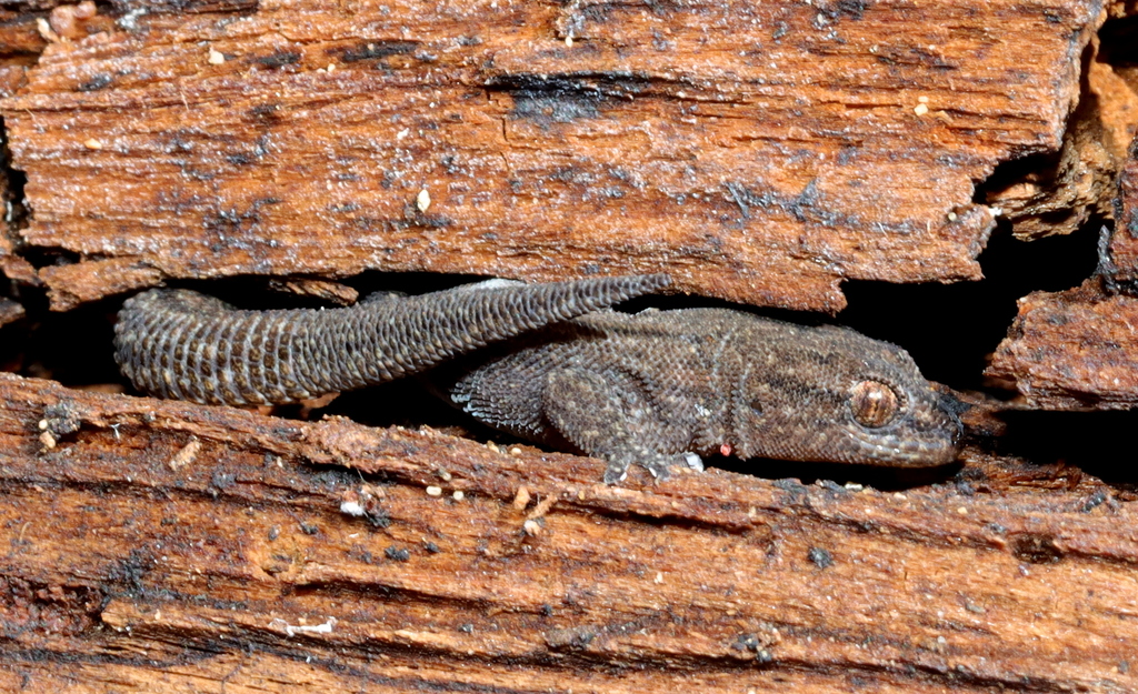 Striped Pygmy Gecko from West Coast District Municipality, South Africa ...