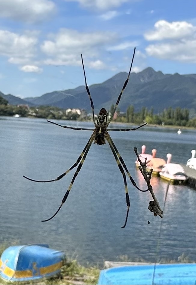 Joro Spider from Fuji-Hakone-Izu National Park, Fujikawaguchiko ...
