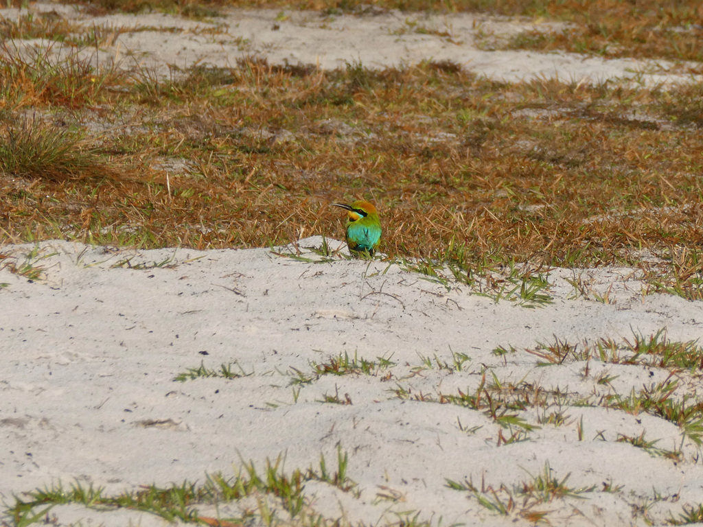 Rainbow Bee-eater from Lennox Head NSW 2478, Australia on August 28 ...