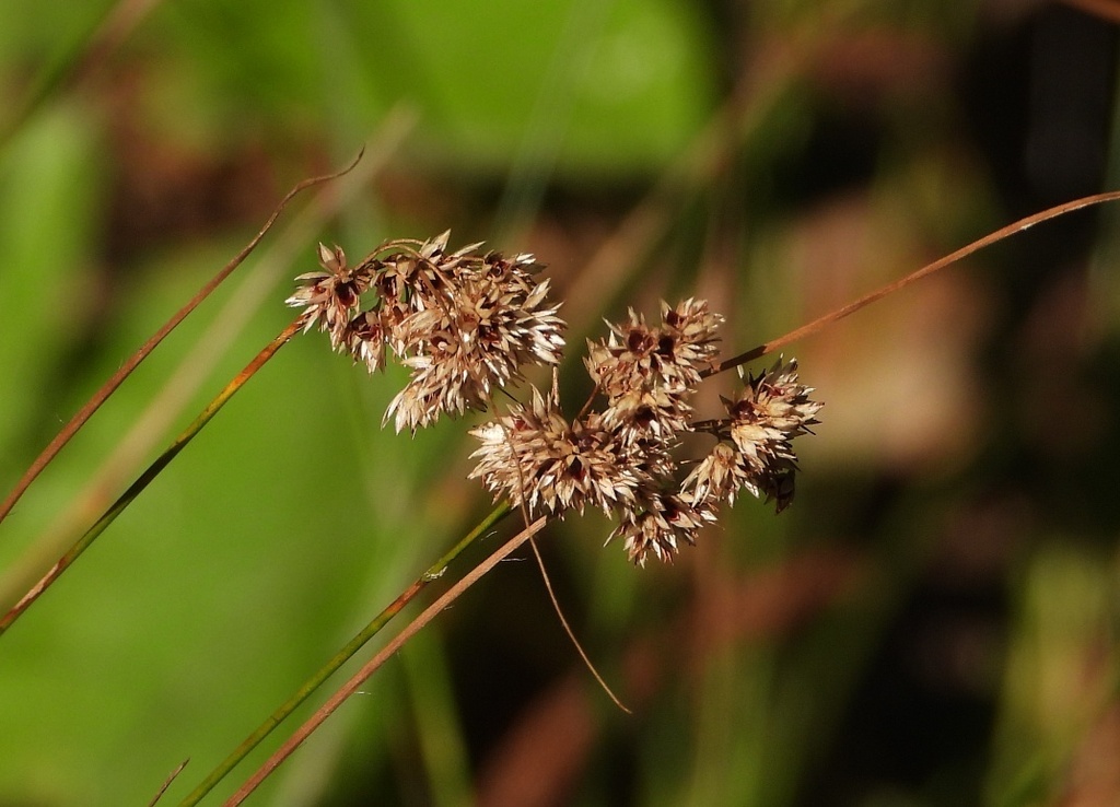 Snowy Woodrush from Angrogna Martel - TO - Italia on October 1, 2023 at ...