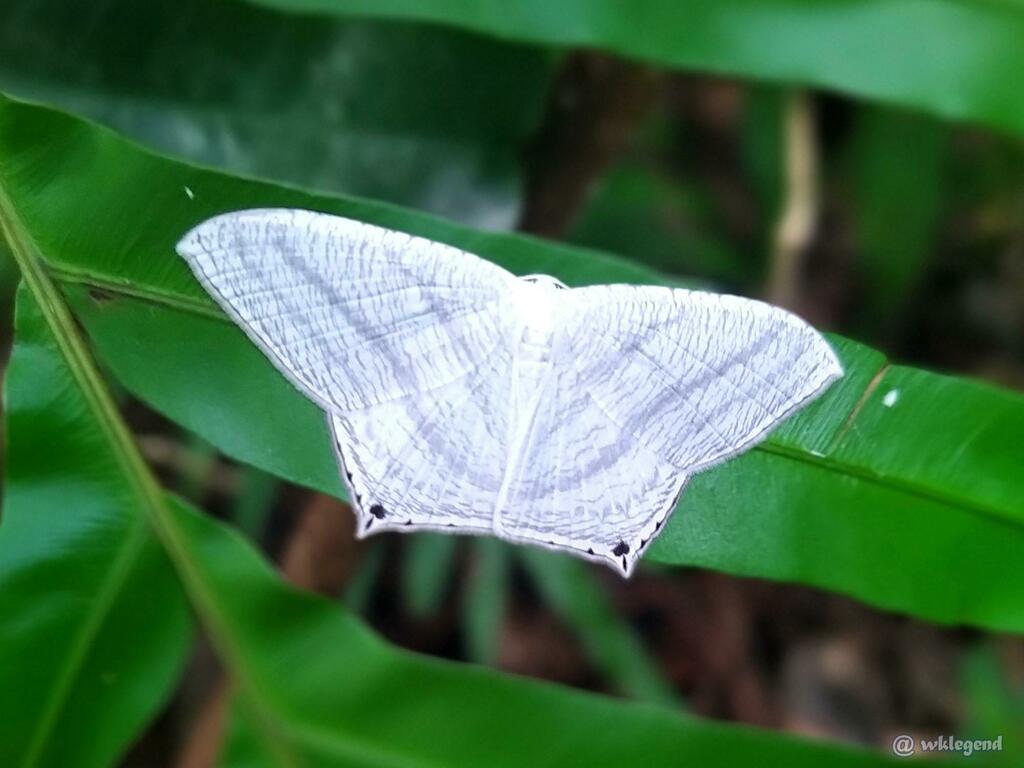 Grey Swallowtail Moth from Sai Kung, HK on October 3, 2023 at 01:30 PM ...