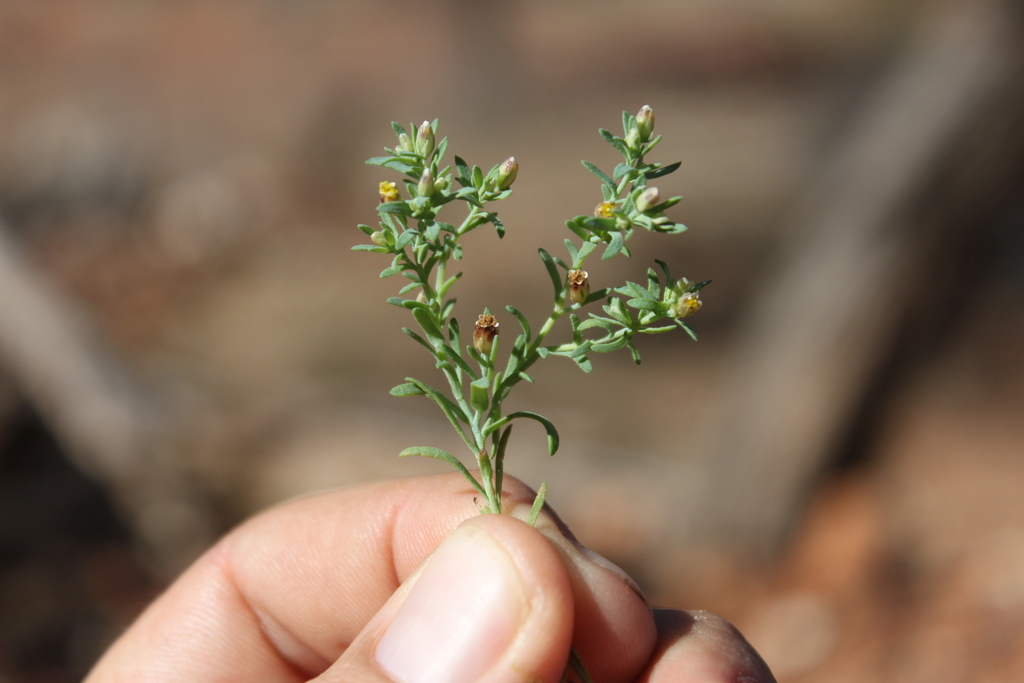 flowering plants from Adavale QLD 4474, Australia on August 13, 2013 at ...