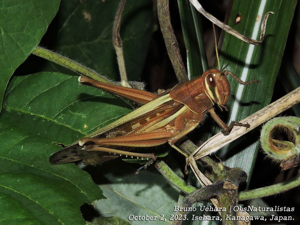 Patanga japonica from Ikebata, Isehara, Kanagawa 259-1144, Japão on ...