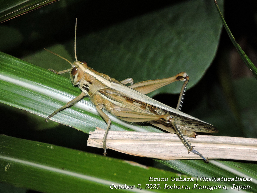 Patanga japonica from Shimokasuya, Isehara, Kanagawa 259-1143, Japão on ...