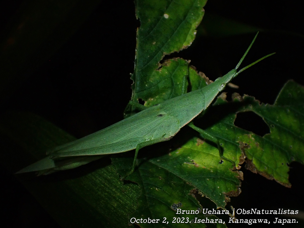 Atractomorpha lata from Shimokasuya, Isehara, Kanagawa 259-1143, Japão ...