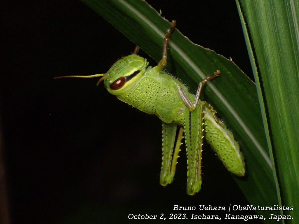 Patanga japonica from Kamiya, Isehara, Kanagawa 259-1127, Japão on ...