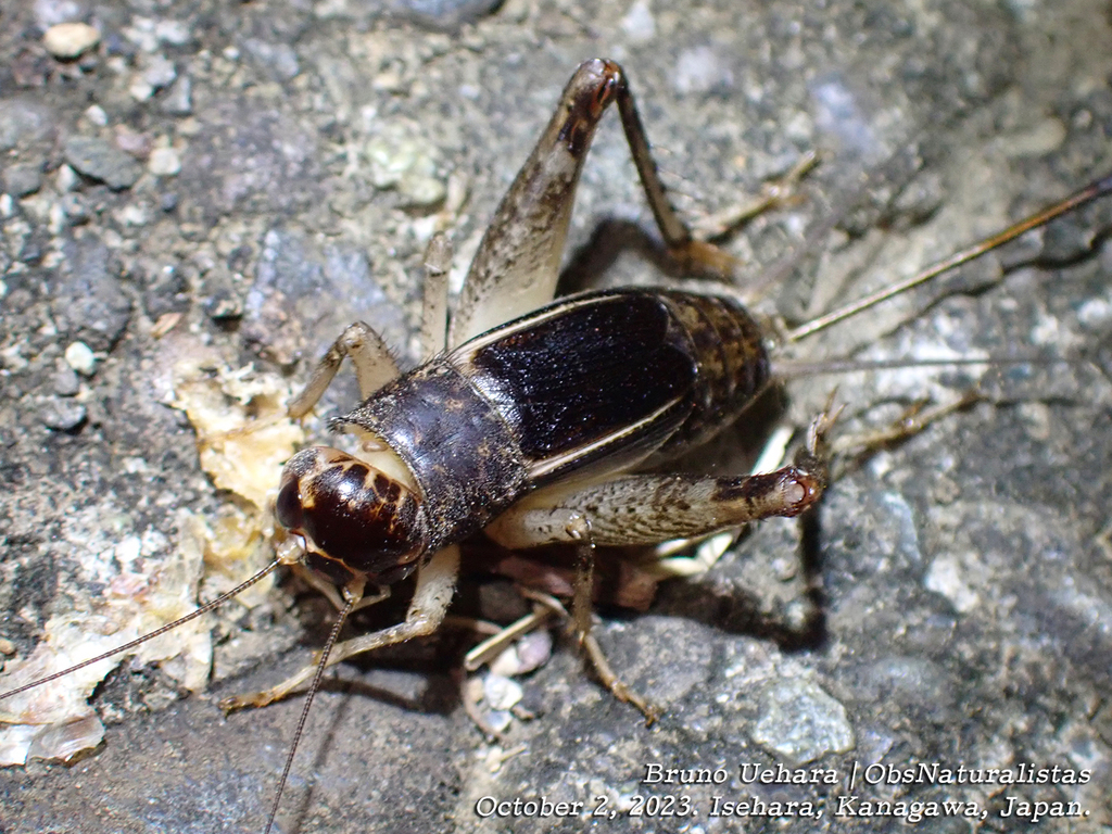 Japanese Burrowing Cricket from Shimokasuya, Isehara, Kanagawa 259-1143 ...