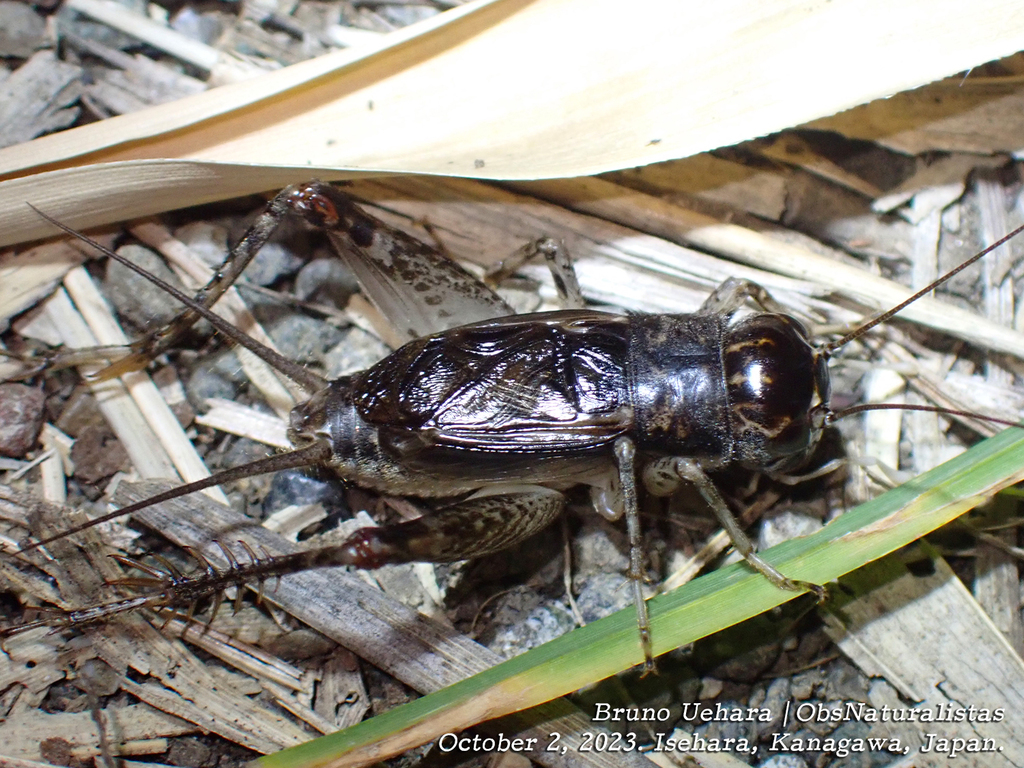 Japanese Burrowing Cricket from Shimokasuya, Isehara, Kanagawa 259-1143 ...