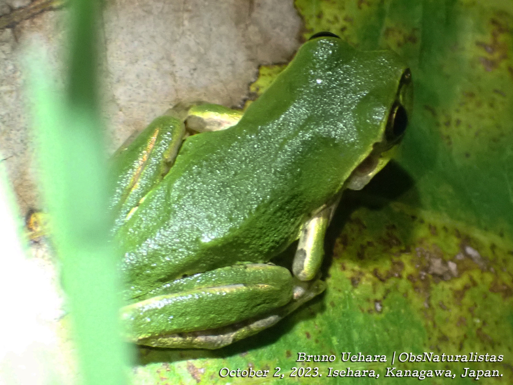 Japanese Tree Frog from Shimokasuya, Isehara, Kanagawa 259-1143, Japão ...