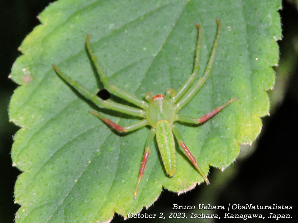 Oxytate striatipes from Tanaka, Isehara, Kanagawa 259-1142, Japão on ...