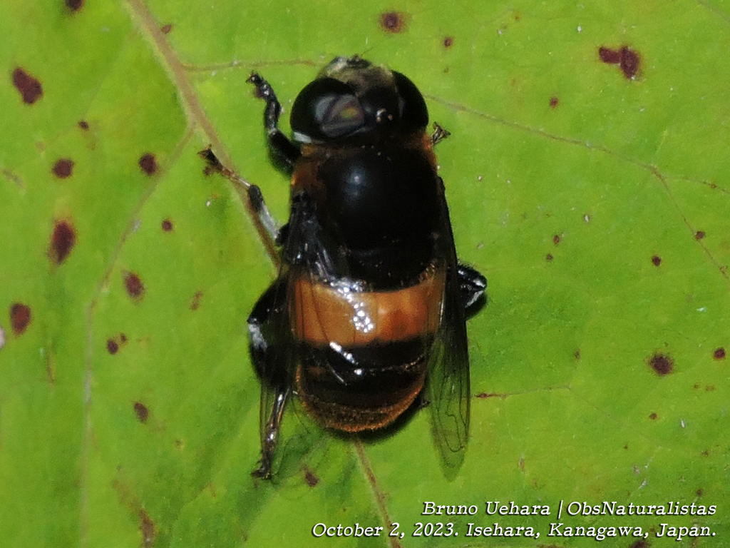 Phytomia zonata from Shimokasuya, Isehara, Kanagawa 259-1143, Japão on ...
