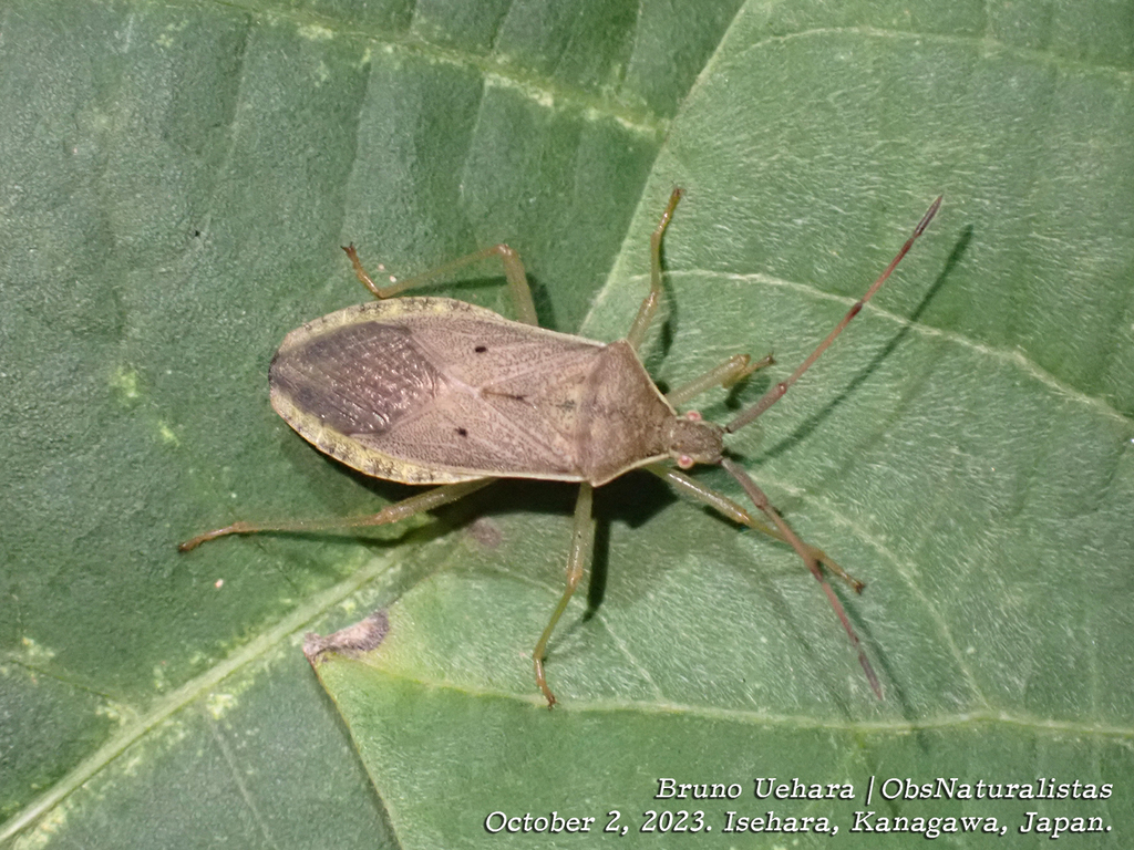 Homoeocerus unipunctatus from Shimokasuya, Isehara, Kanagawa 259-1143 ...