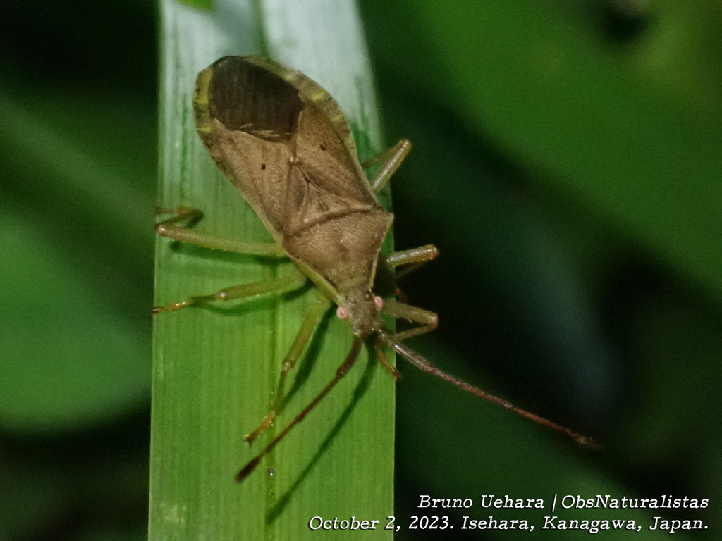 Homoeocerus unipunctatus from Ikebata, Isehara, Kanagawa 259-1144 ...