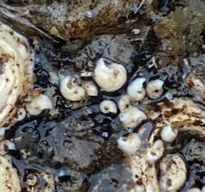 Coil Worm from Falmouth, UK on October 1, 2023 at 11:59 AM by Rebecca ...