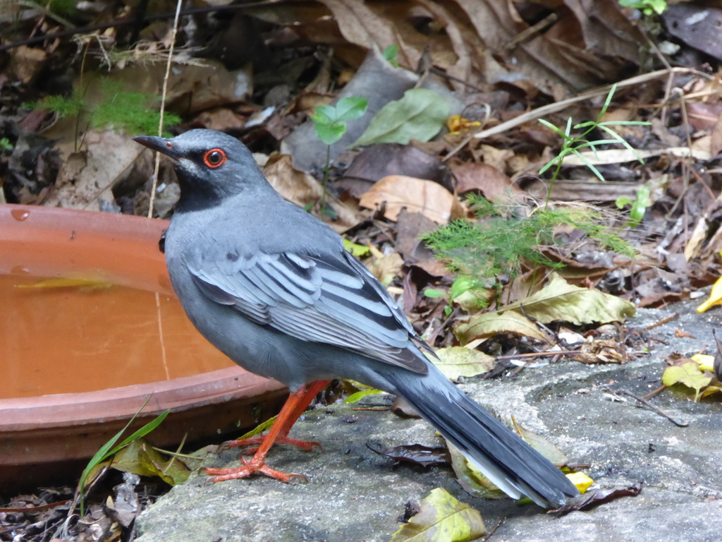 Red-legged Thrush (Thrushes of the US) · iNaturalist