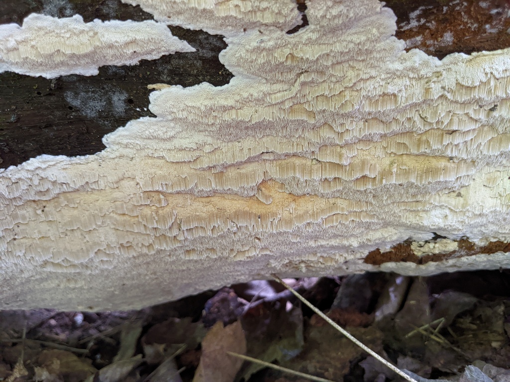 Poriella subacida from Island Lake Recreation Area on September 14 ...