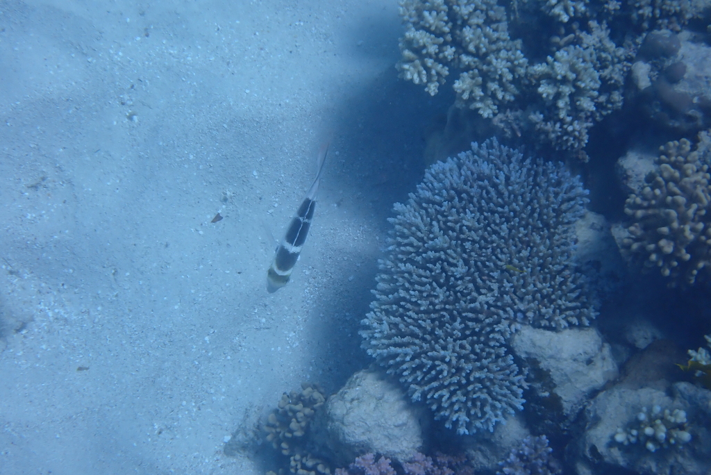 Monotaxis from Outer Reef, Douglas, QLD, Australia on August 28, 2023 ...