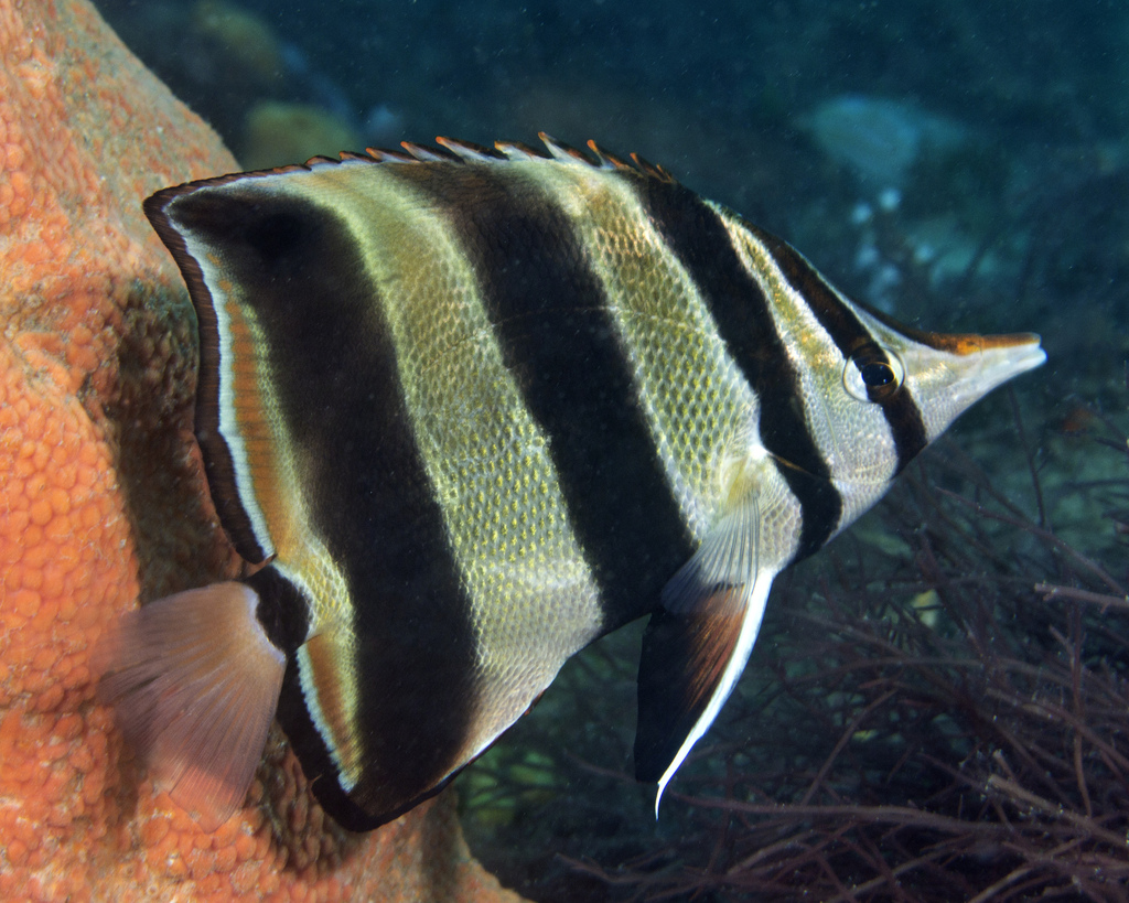 Eastern Talma from Port Stephens, NSW, Australia on October 2, 2023 at ...