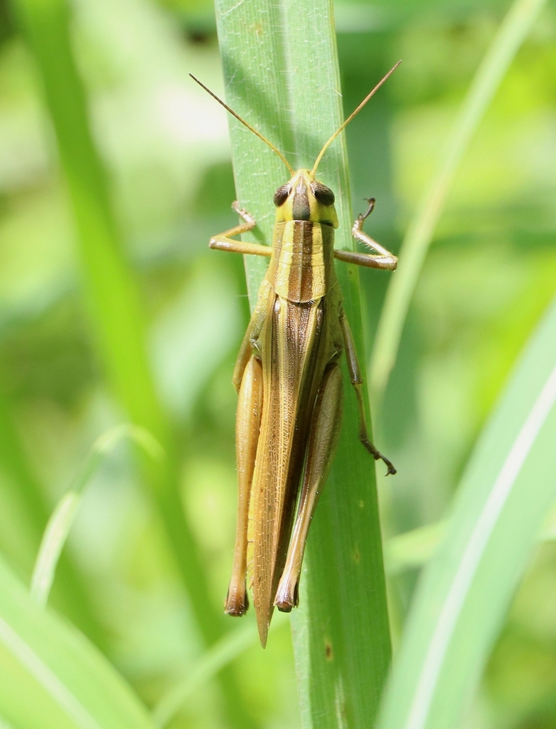Choroedocus illustris from Ambayathode, Kottiyoor, Kerala 670651, India ...