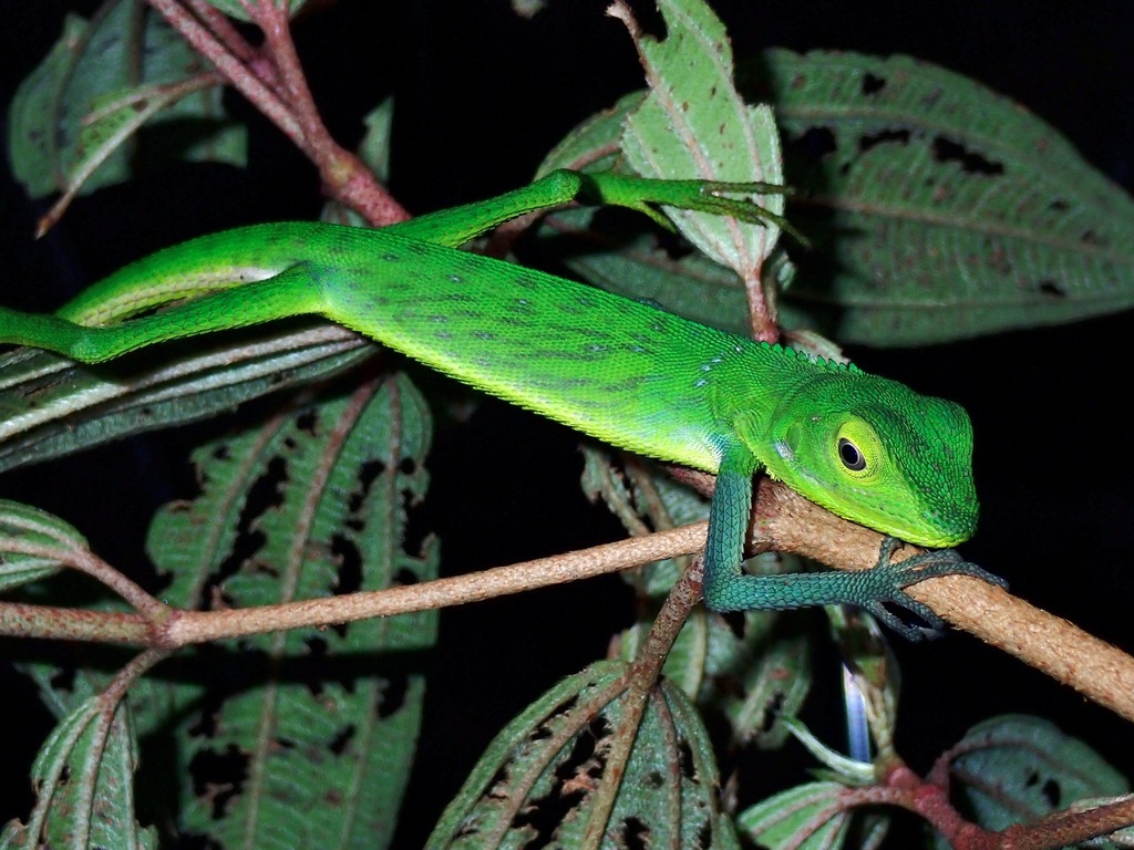 Shen Long Green Crested Lizard in October 2023 by Albert Kang · iNaturalist