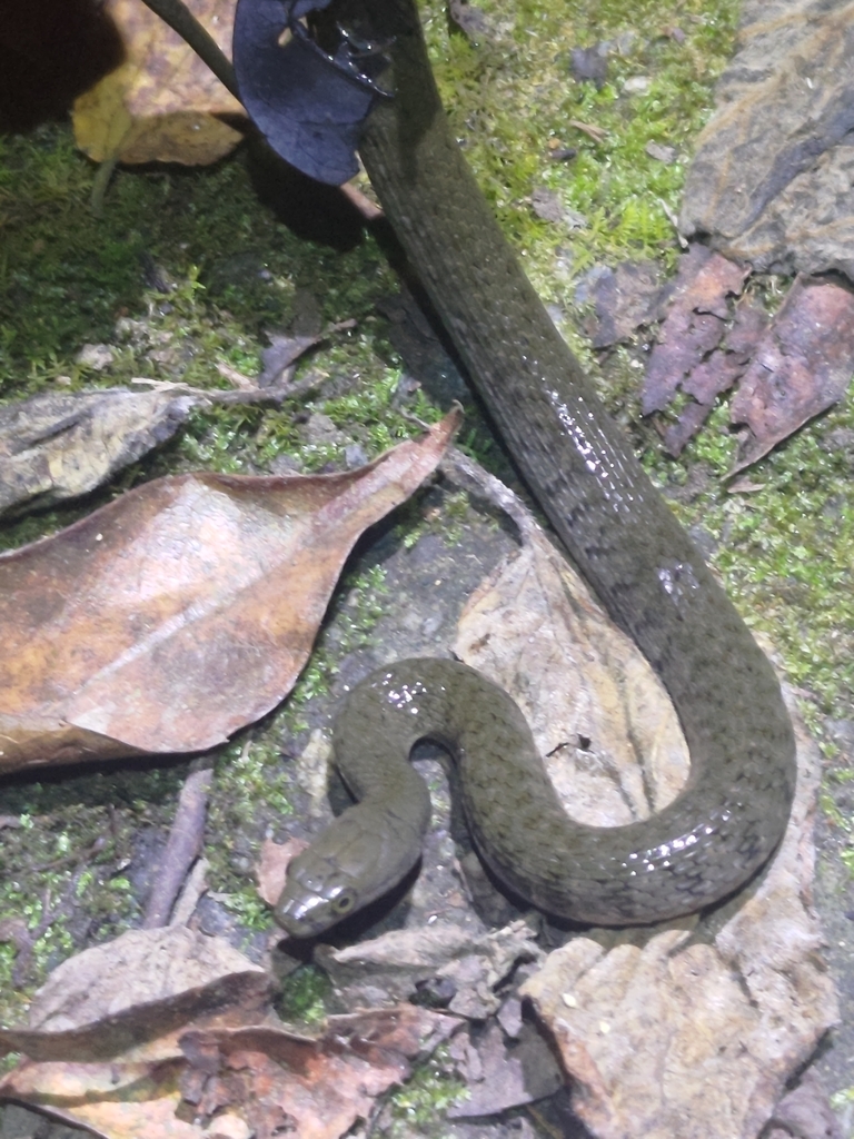 Eastern Water Snake in October 2023 by 歐陽秀華 · iNaturalist