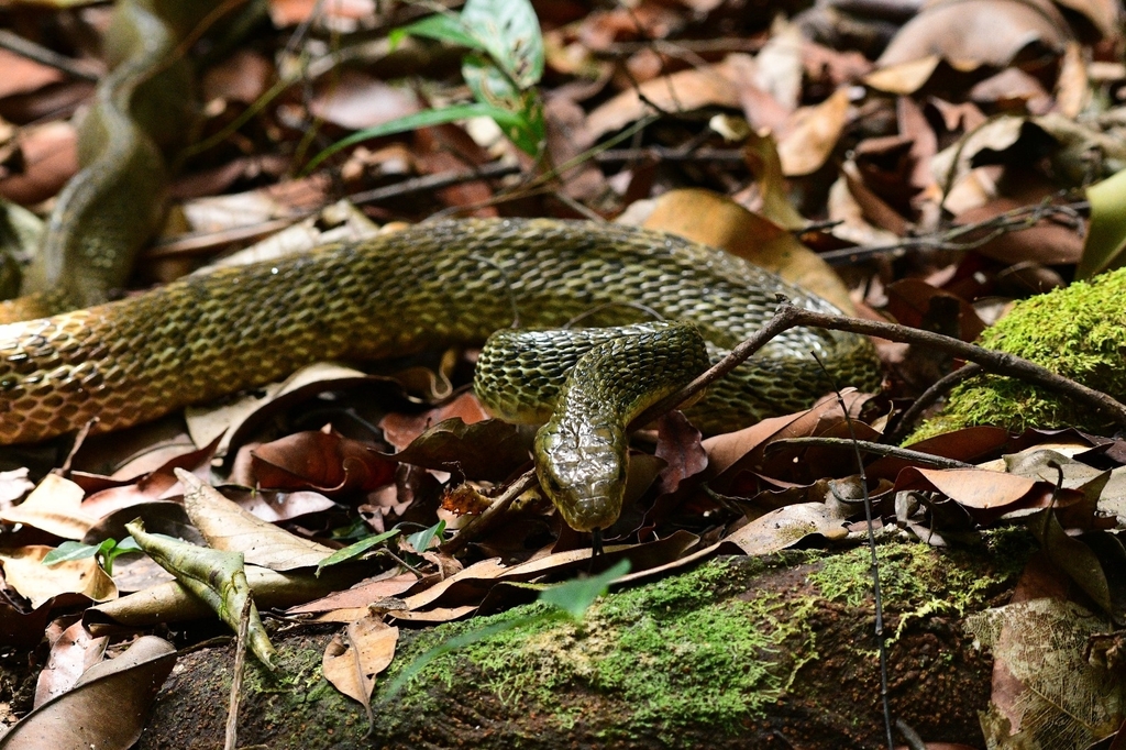 Amazon Puffing Snake from Kaw, Régina 97390, Guyane française on ...