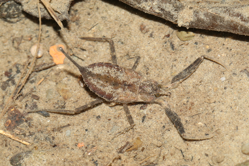 Laccotrephes from 223台灣新北市石碇區 on August 26, 2023 at 08:48 PM by ...