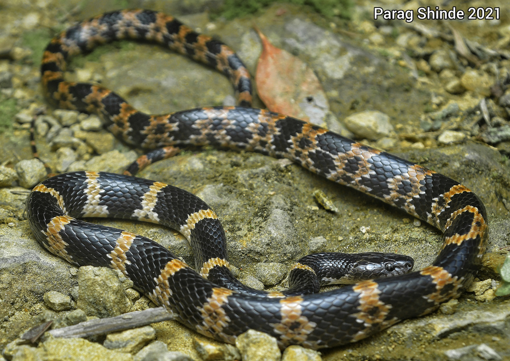 Banded Wolf Snake from Aizawl, Mizoram, India on August 20, 2021 at 06: ...