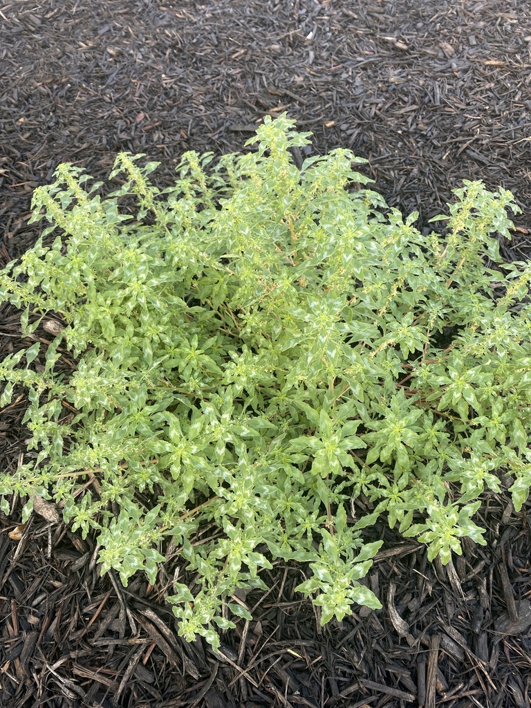 Tropical amaranth from CR-2360, Riviera, TX, US on October 3, 2023 at ...