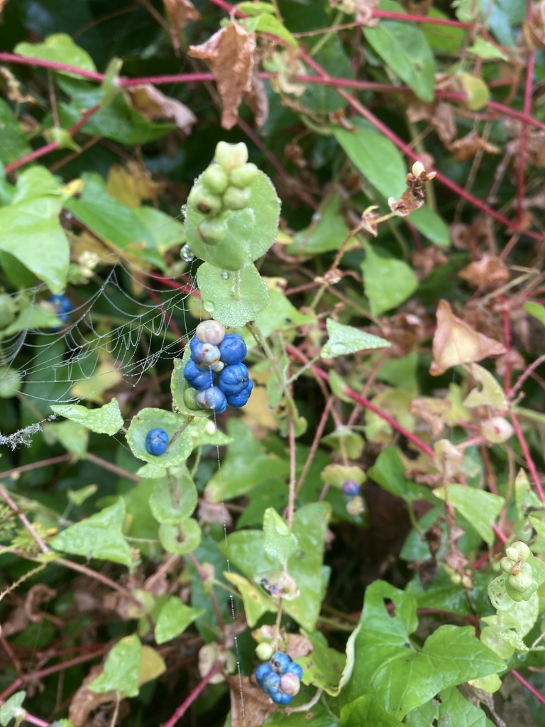 mile-a-minute weed from Susquehanna State Park, Havre De Grace, MD, US ...