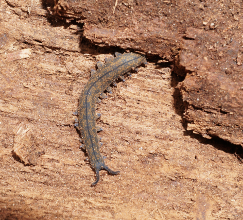 Peripatoides sympatrica · iNaturalist