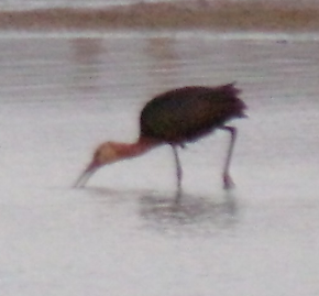 White-faced Ibis from Paul D Rushing Chain of Lakes Park on October 2 ...