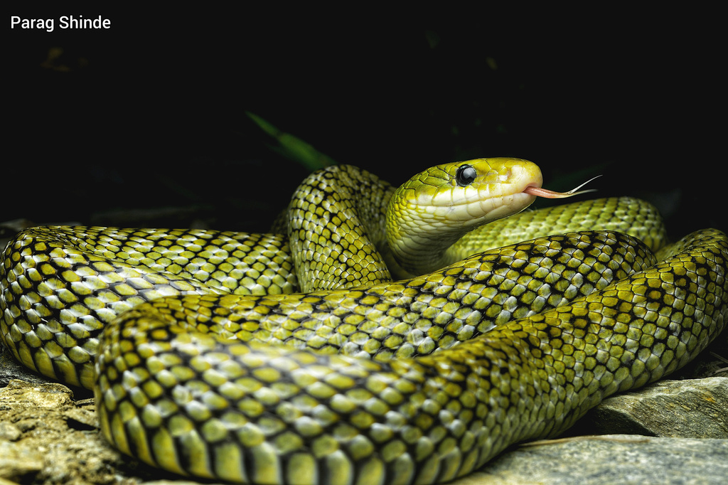 Himalayan Trinket from Mohalla Sapri, Chamba, Himachal Pradesh 176310, India on August 10, 2021 ...