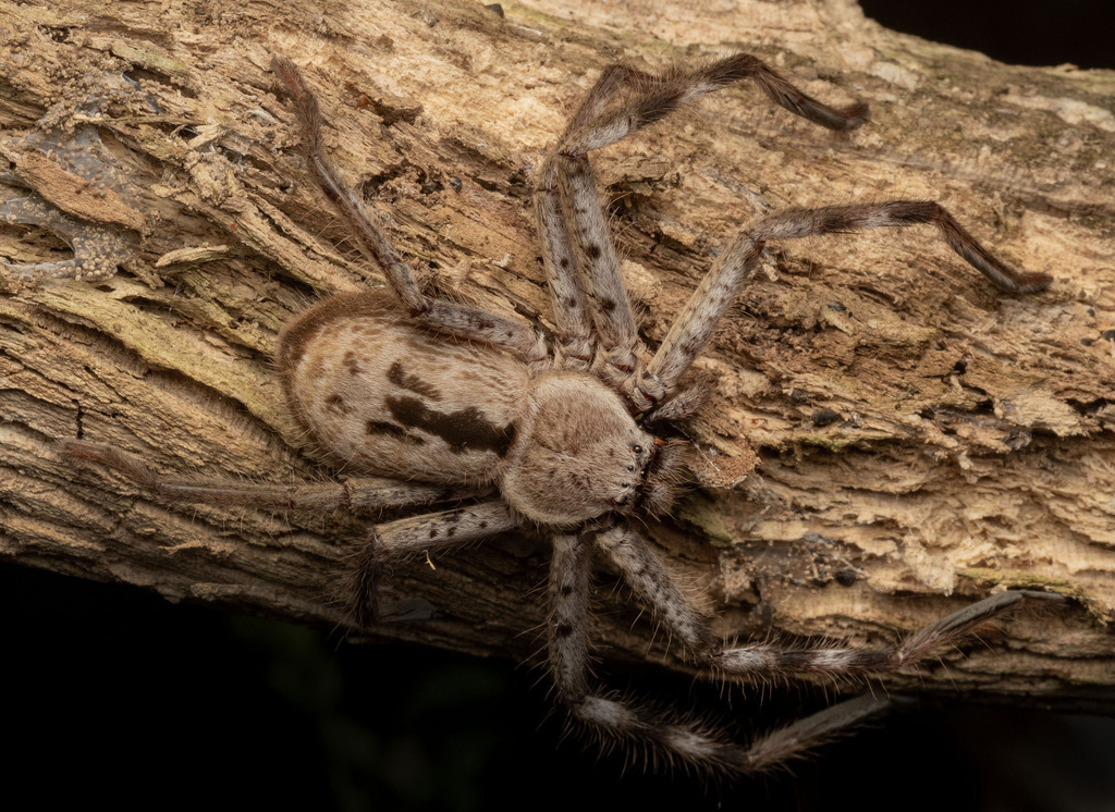 Grey Huntsman Spider from Belmont Lagoon, Belmont NSW 2280, Australia ...
