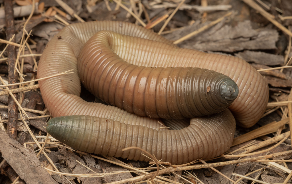 Field Worms from Brushy Mountain campground, Loop Walk, Forbes River ...