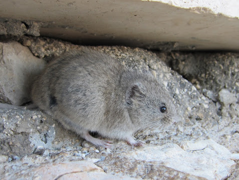 European Snow Vole from Campo Imperatore, 67100 L'Aquila AQ, Italia on ...