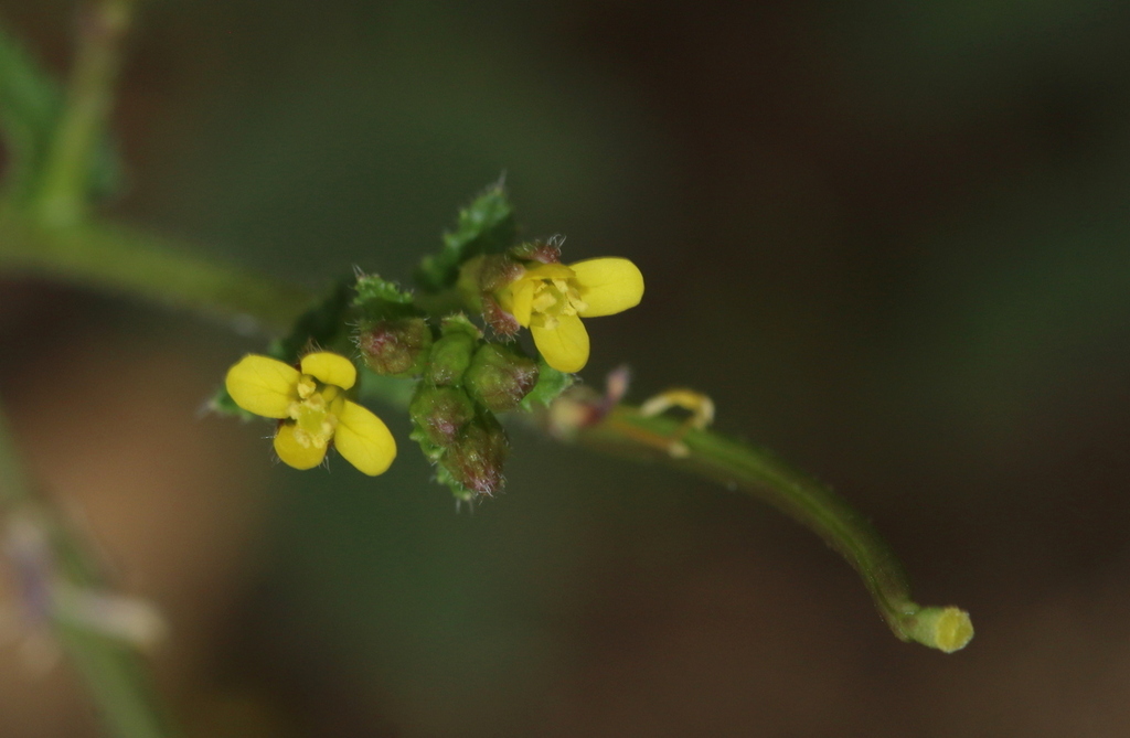 African Turnip from Rietfontein, Pretoria, 0084, South Africa on ...