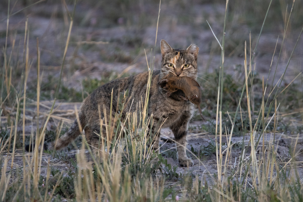 Domestic Cat from Jordan River Pkwy, Draper, UT, US on September 17 ...