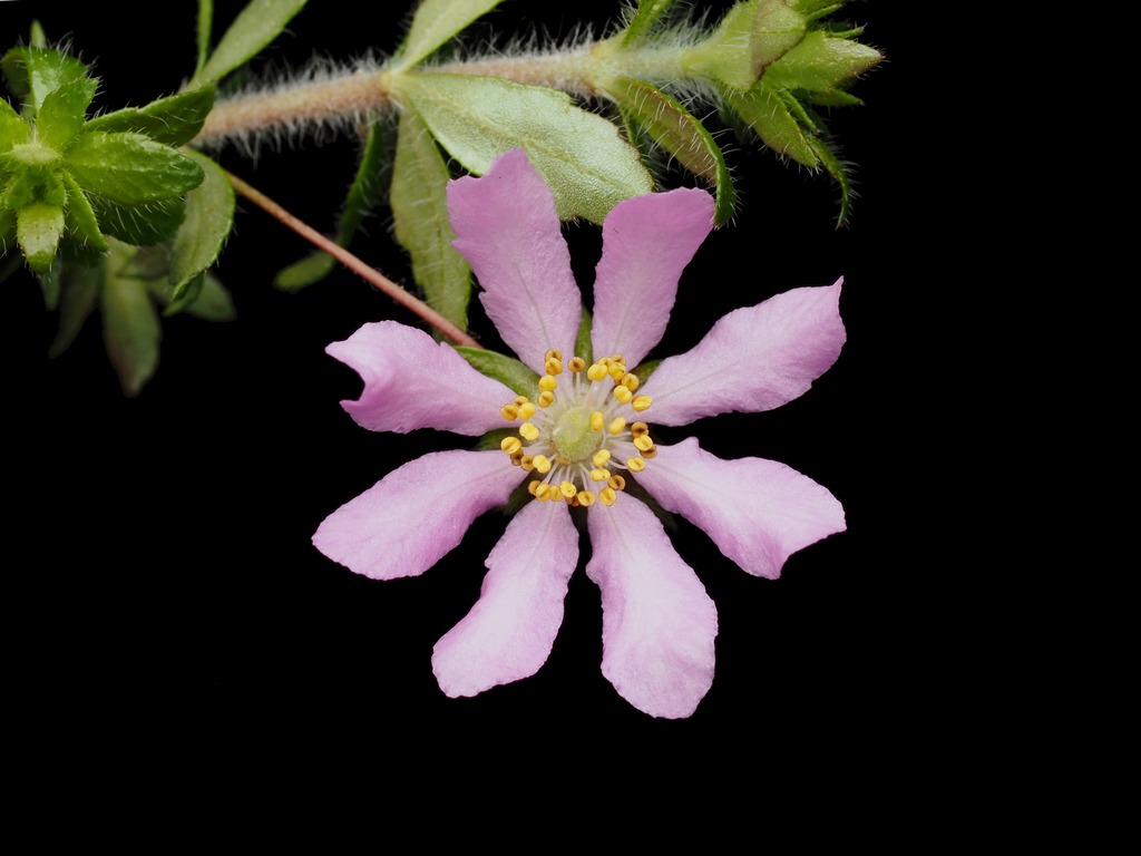 Bauera microphylla from Blue Mountains Nat'l Park NSW 2787, Australia ...
