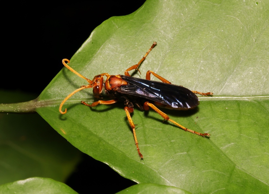 Old and New World Tarantula-hawk Wasps from Tsing Yi, Hong Kong on ...