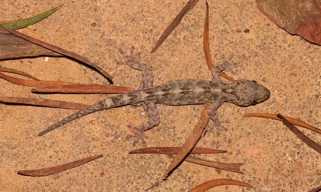 Calling Geckos from Tsing Yi, Hong Kong on October 2, 2023 at 08:47 PM ...