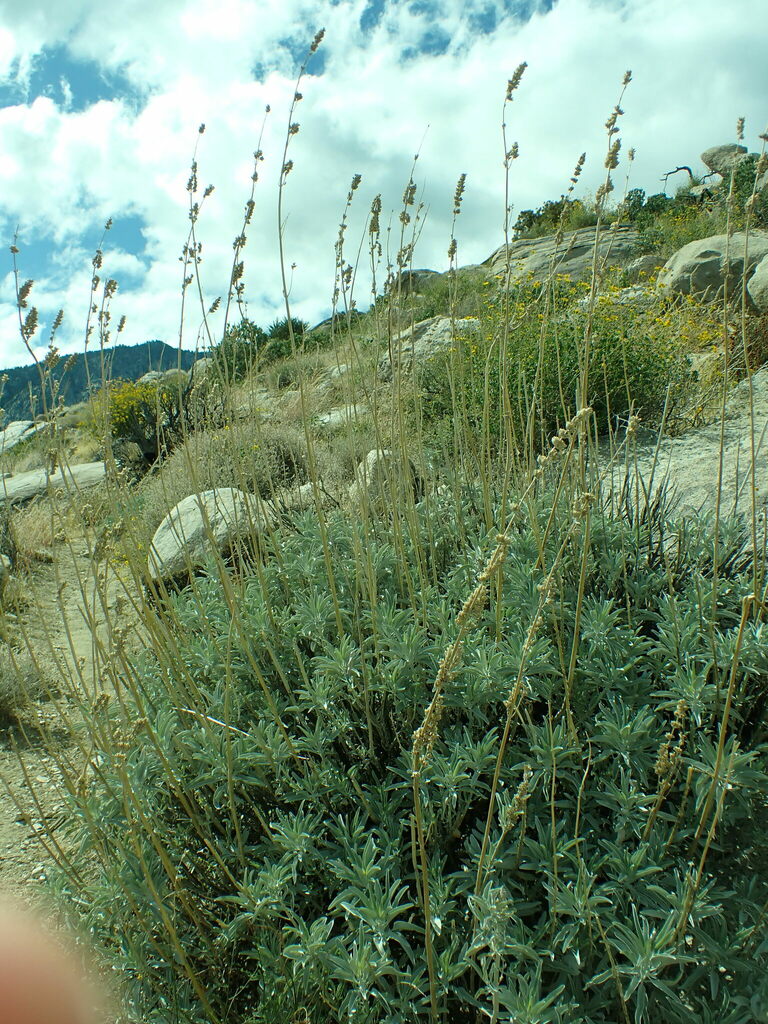 white sage from above the Palm Spring Art Museum in the San Jacinto ...