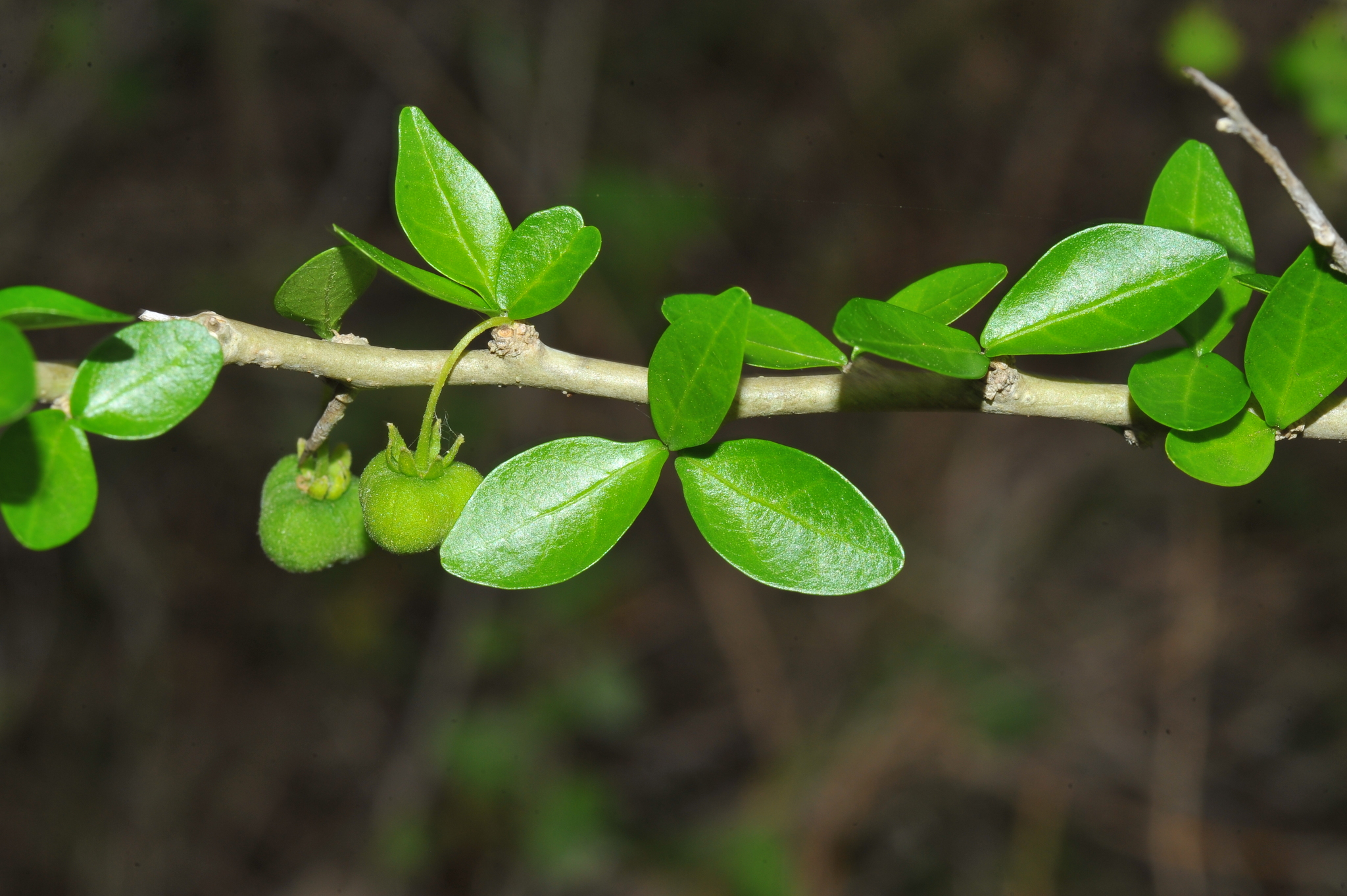 Adelia ricinella L.