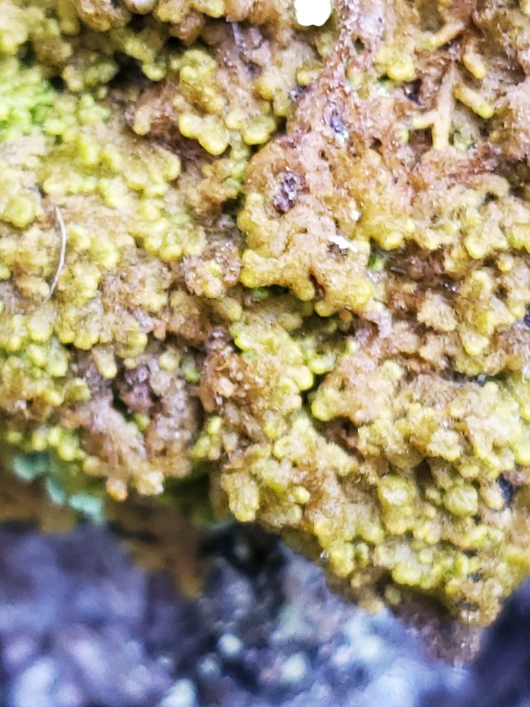 Ptilidium from Fergus County, MT, USA on October 2, 2023 at 04:16 PM by ...