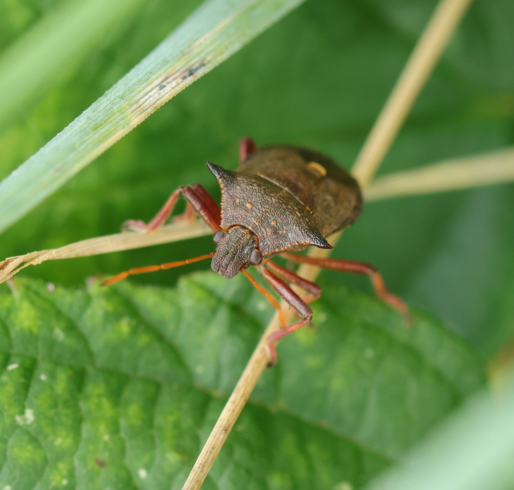 Spiny Shield Bug from Gonfreville-l'Orcher, France on October 3, 2023 ...
